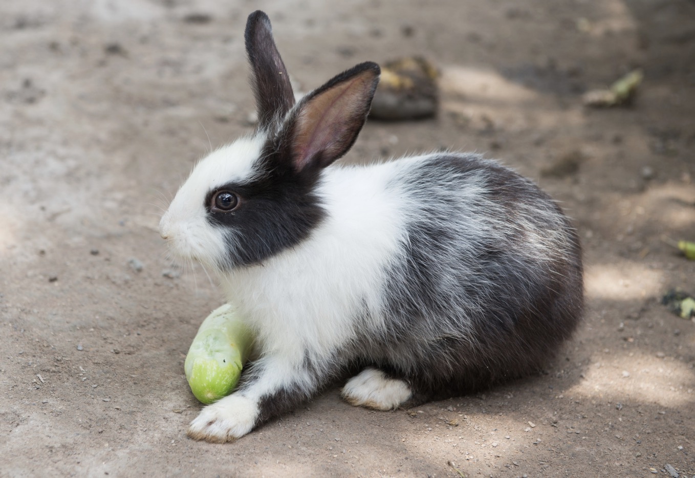 Can Rabbits Eat Cucumbers? (Simple Guide for Healthy Diet)