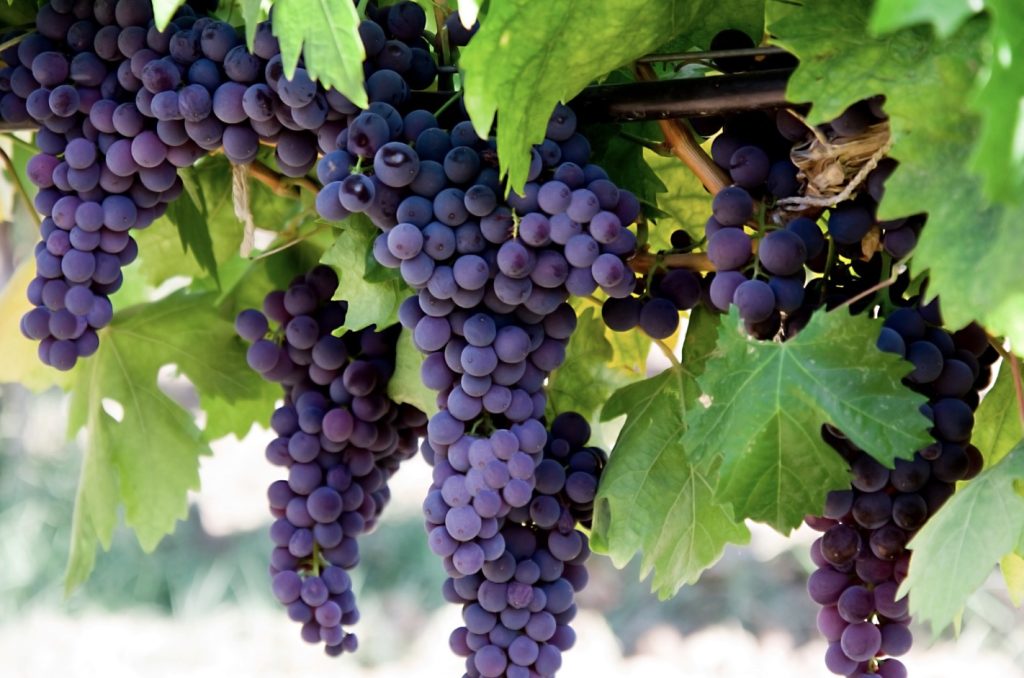 Can Rabbits Eat Grapes? (Guide to a Safe Bunny Diet)