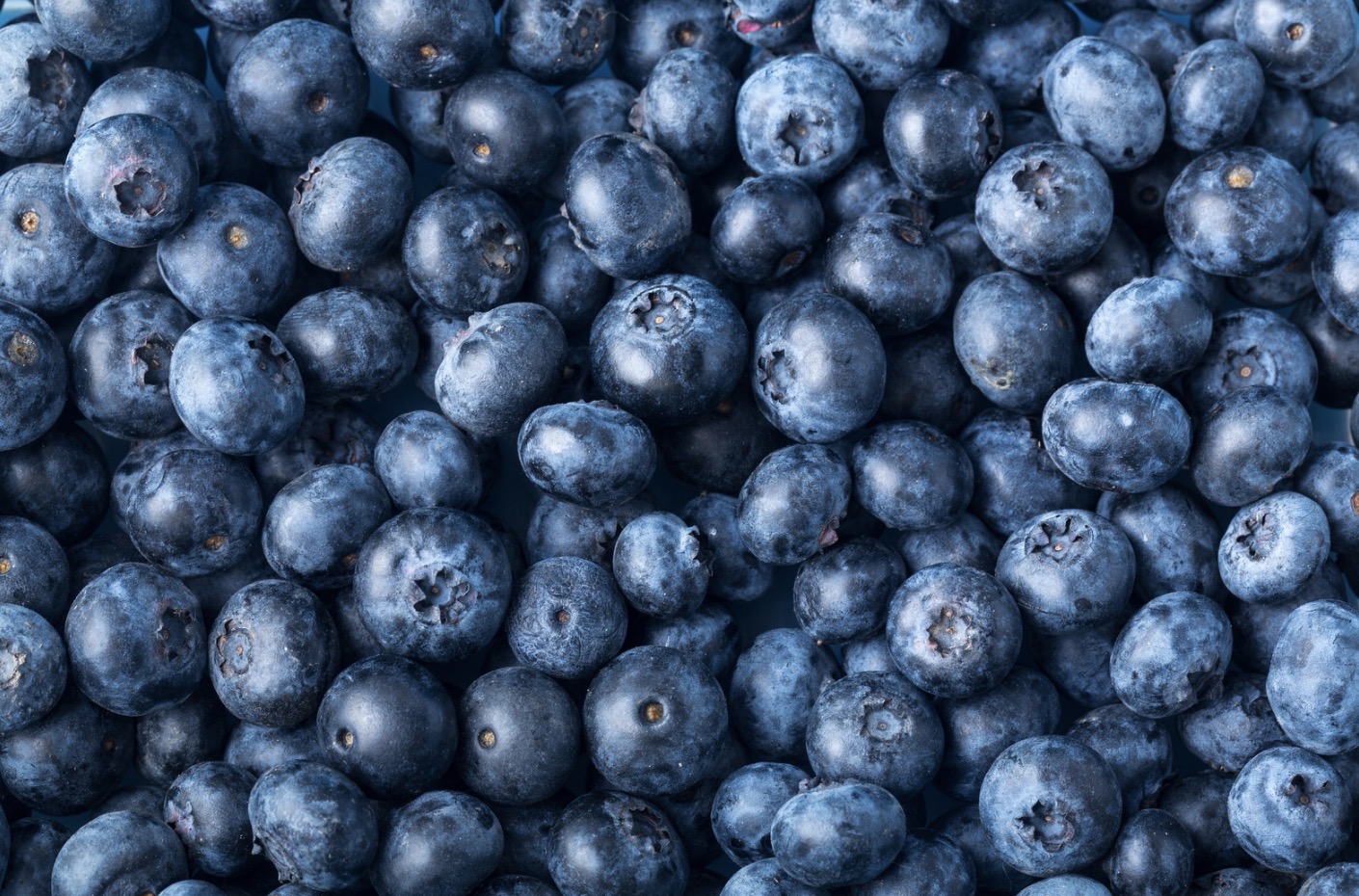 Can Rabbits Eat Blueberries? (Essential Feeding Guide)