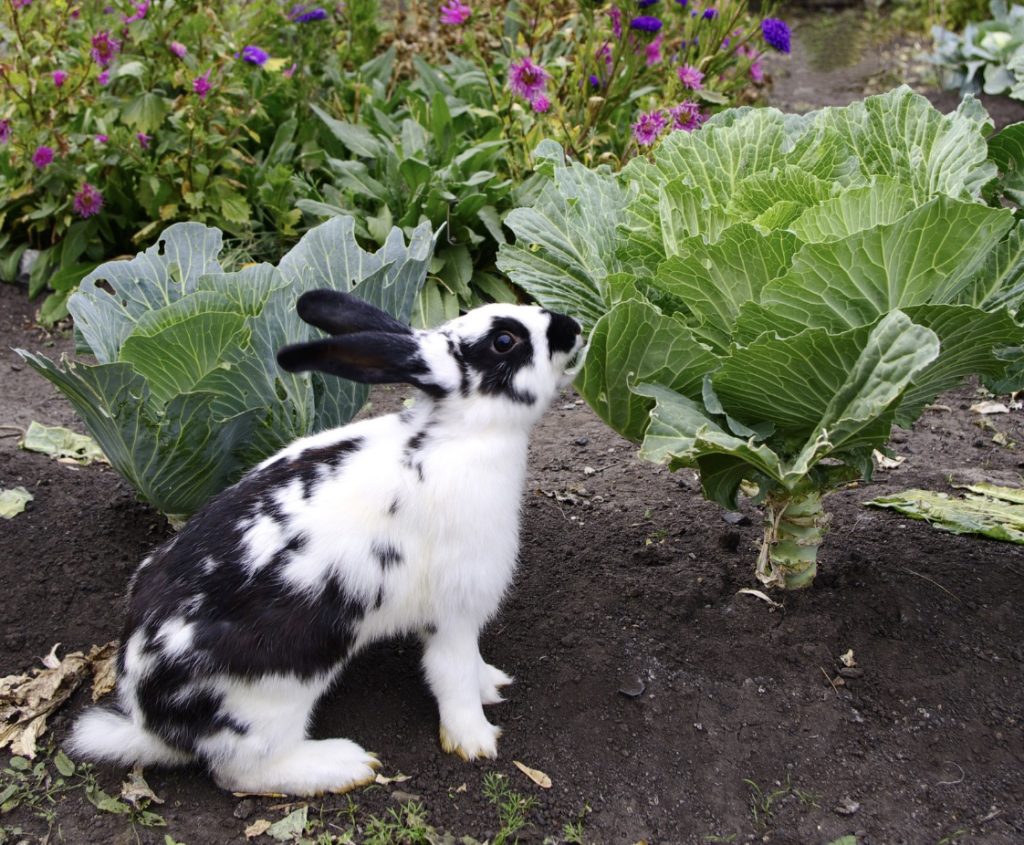 Can Rabbits Eat Cabbage: A Simple Guide (Safety & Nutritional Facts)