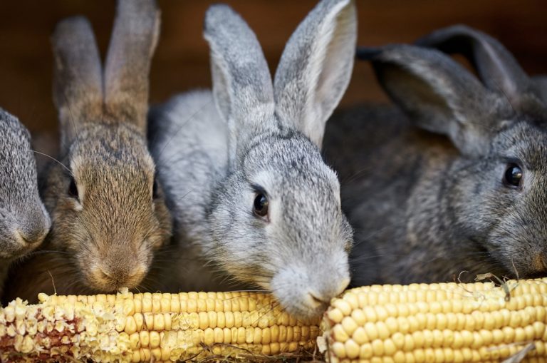 Can Rabbits Eat Corn (Straight Answers and Tips)