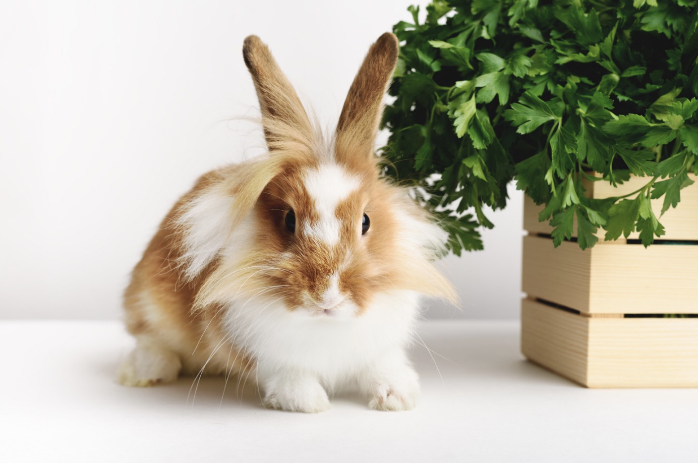 Can Rabbits Eat Parsley? (Essential Feeding Guidelines)