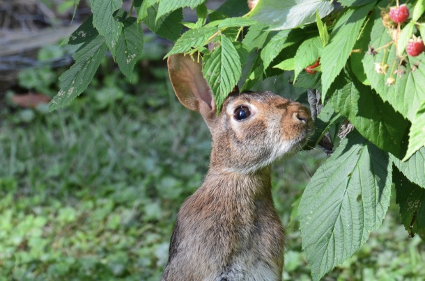Can Rabbits Eat Raspberries? (An Easy Guide for Pet Owners)