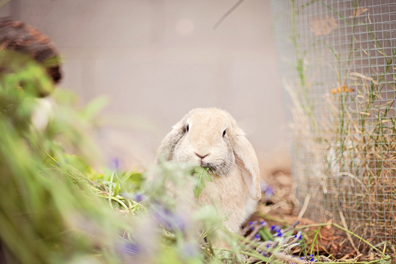 Can Rabbits Eat Arugula? (Simple Feeding Tips & Facts)
