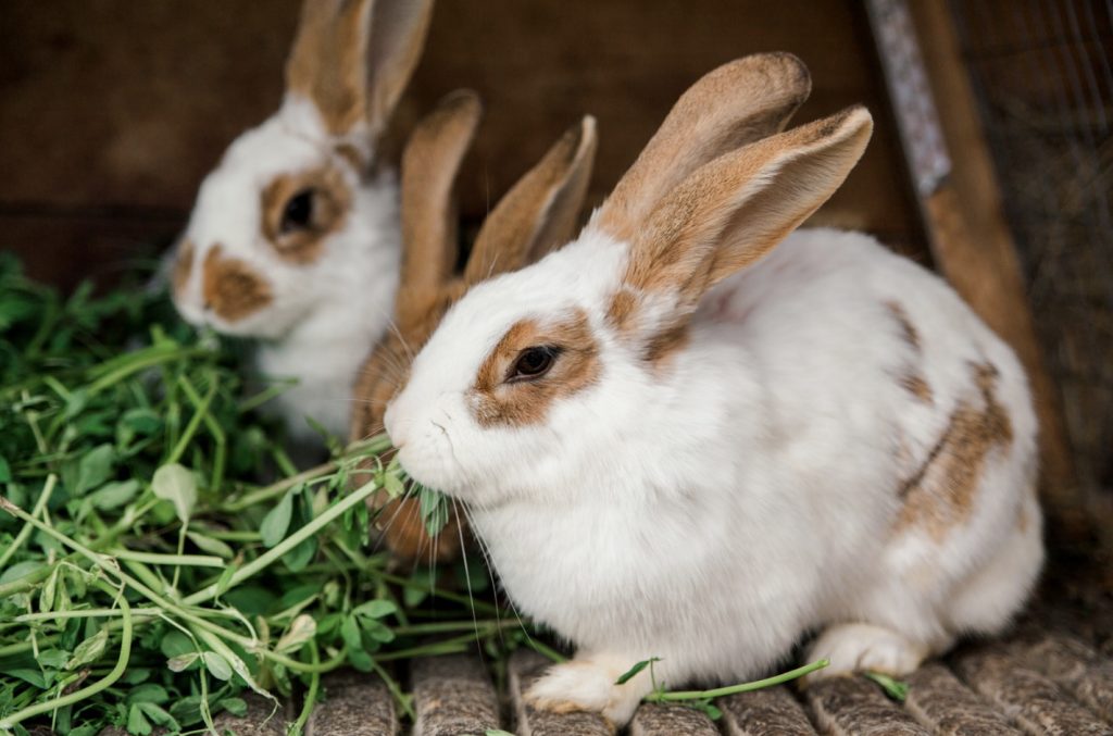 Can Rabbits Eat Cilantro? (Essential Feeding Tips for Bunny Owners)