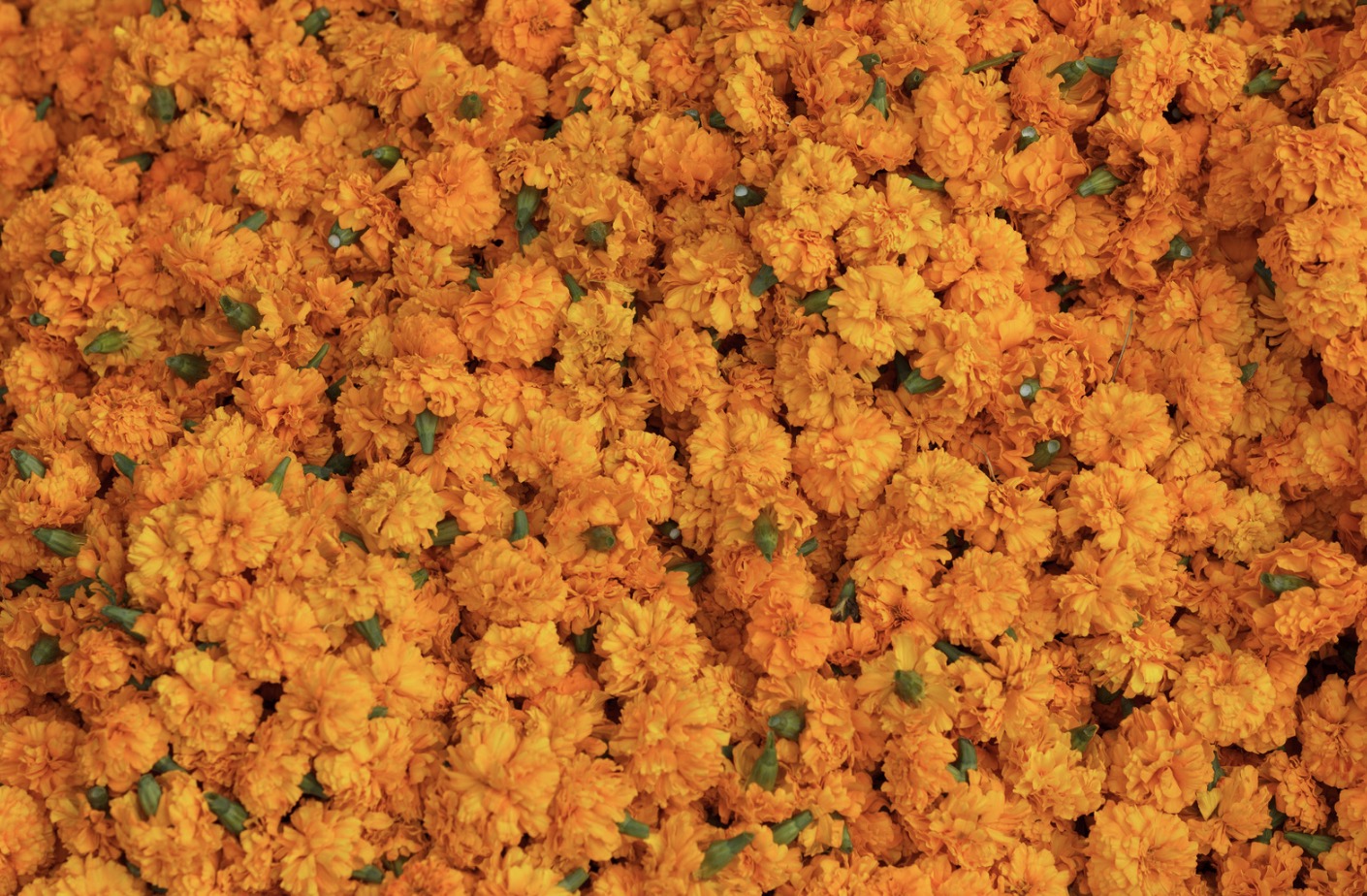 Do Rabbits Eat Marigolds? (A Comprehensive Guide for Gardeners)