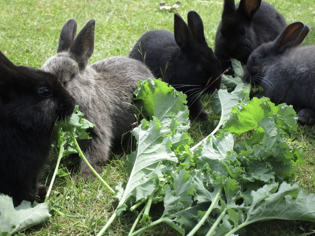Can Rabbits Eat Kale? (A Guide to Healthy Rabbit Diet)