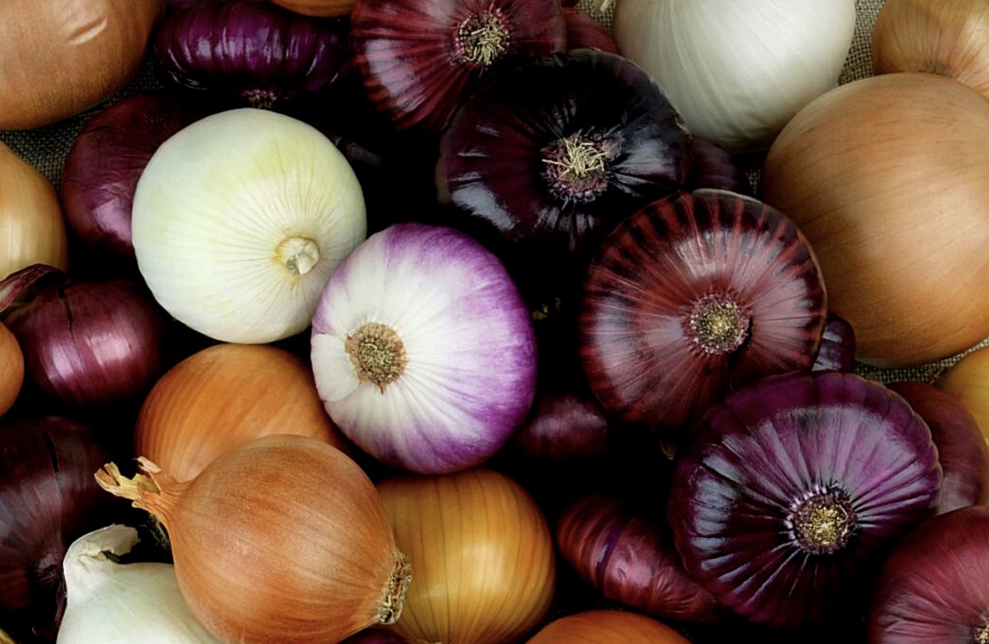 Can Rabbits Eat Onions (Comprehensive Guide to Safe Foods)