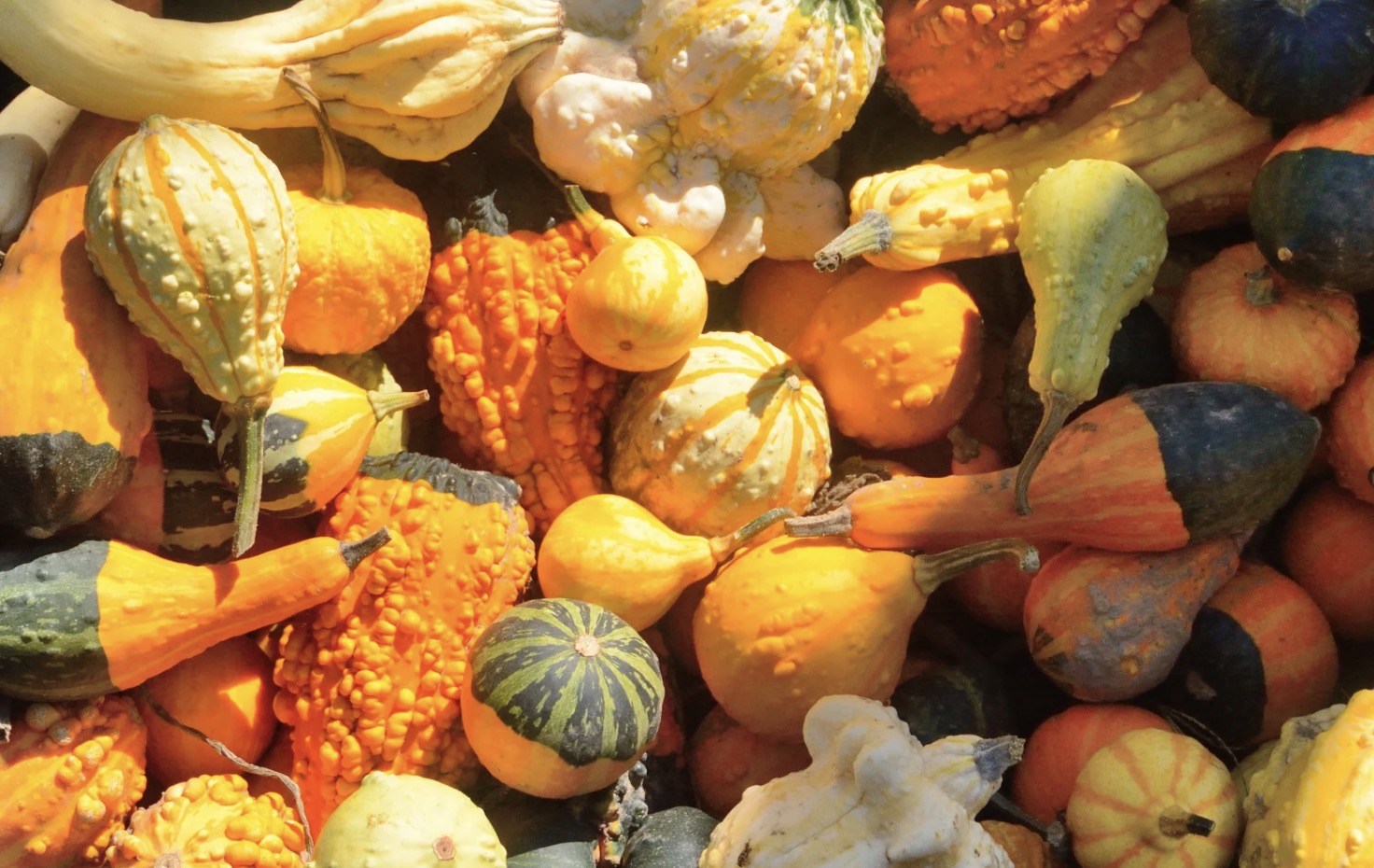 Can Rabbits Eat Squash? (Essential Care & Feeding Guide)