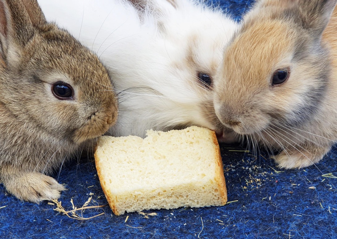 Can Rabbits Eat Bread? (Simple Guide to Bunny Diets)