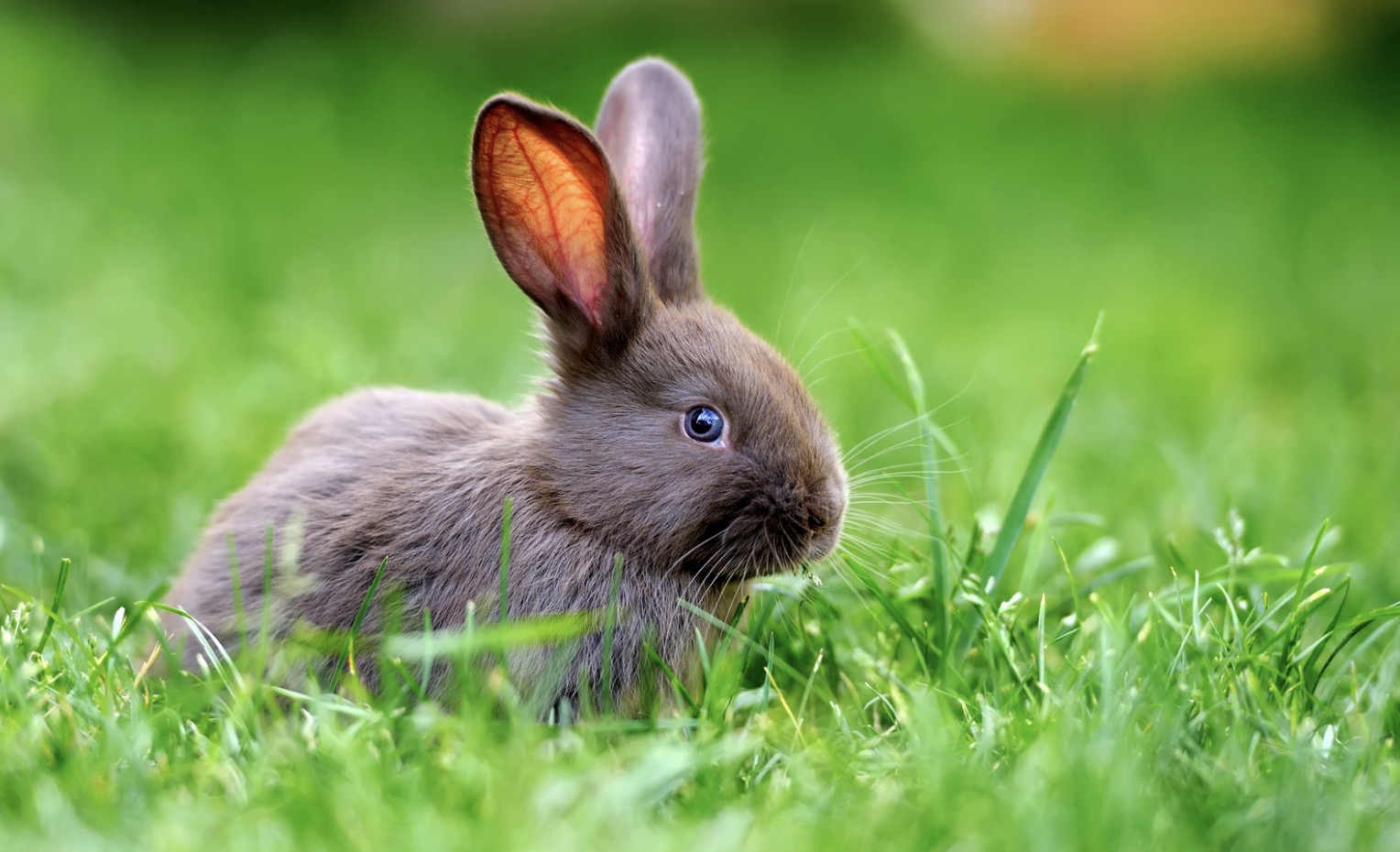 Can Rabbits Eat Grass (Safe Types and Feeding Tips)