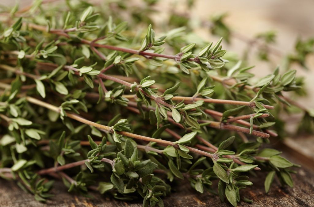Can Rabbits Eat Thyme? (A Simple Guide to Bunny Herb Diets)