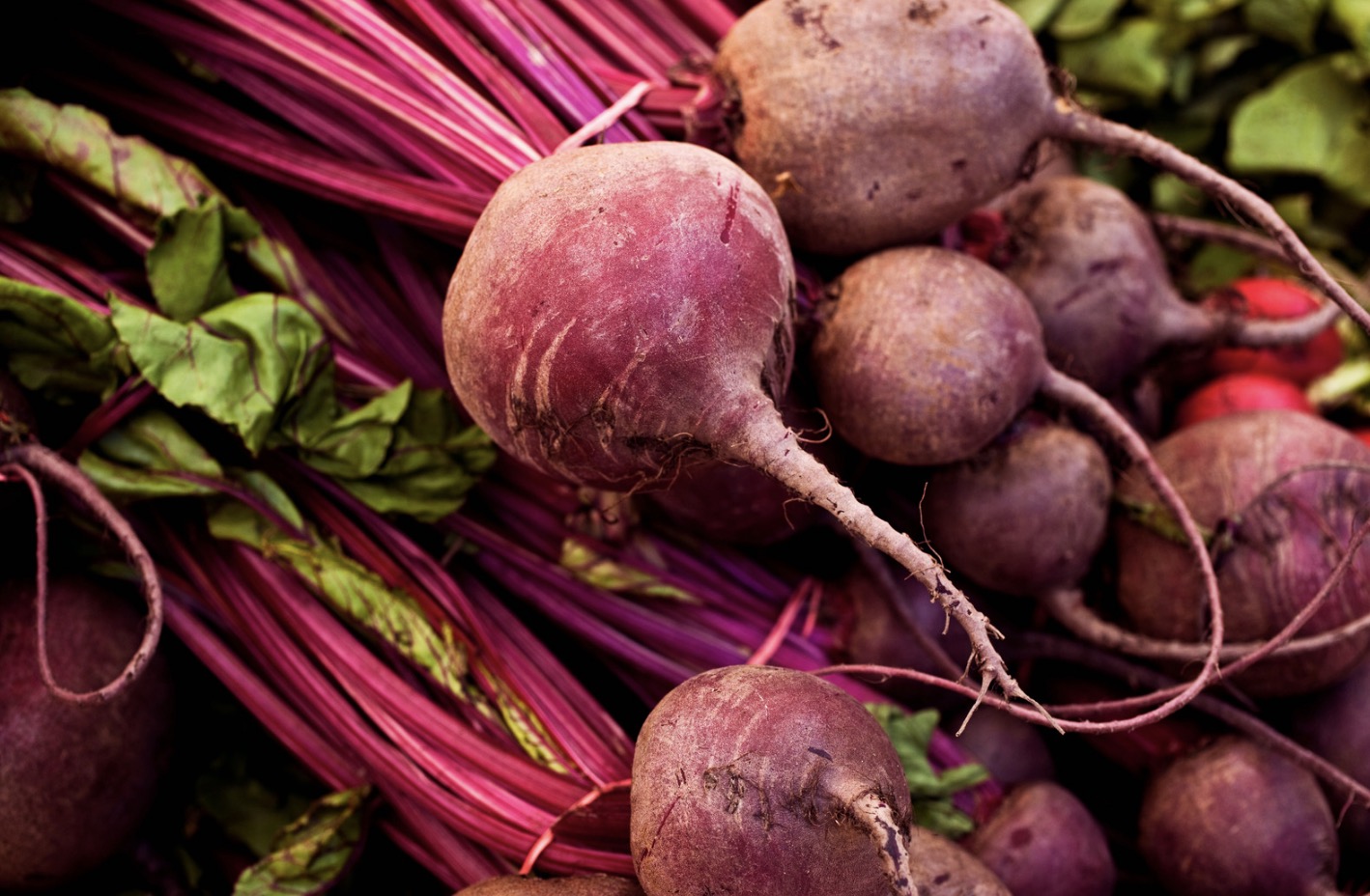 Can Rabbits Eat Beets? (Essential Facts and Safety Tips)