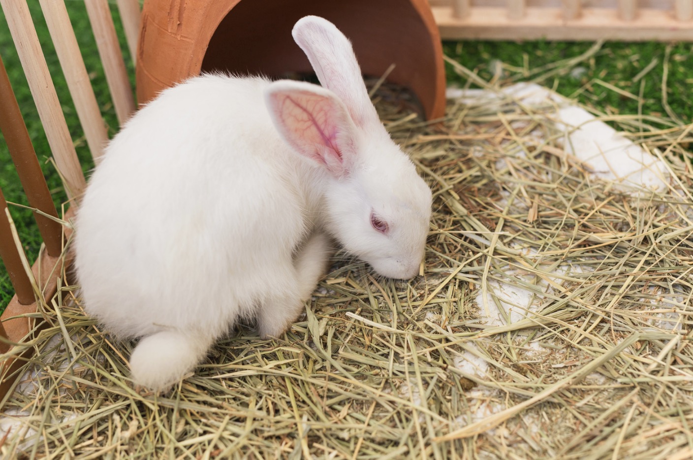 What Do Rabbits Eat (Daily Diet & Essential Foods)