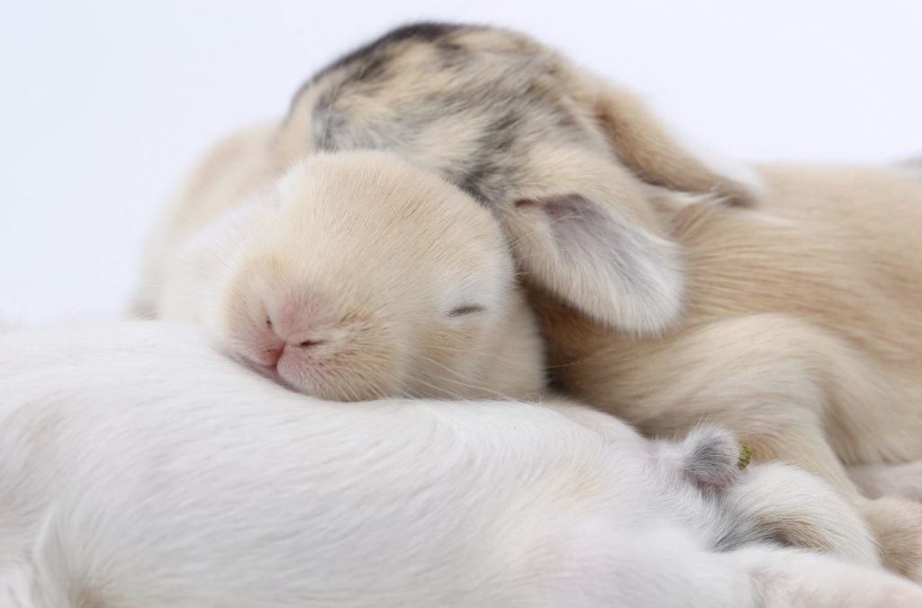 Do Rabbits Hibernate? Unveiling Winter Habits (Rabbit Care Guide)