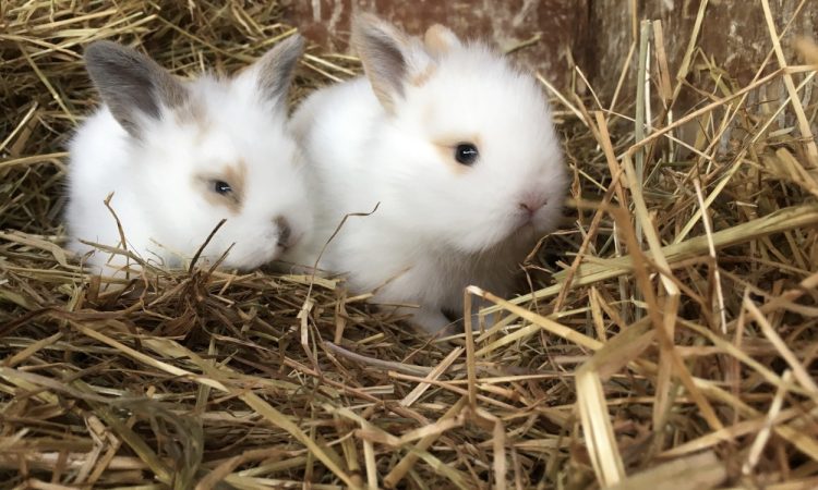 How to Tell How Old a Baby Rabbit Is (Simple Age Guide)