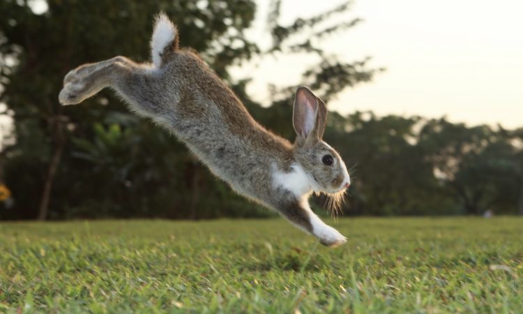 How Fast Can Rabbits Run? A Look at Their Speed (and Stamina)