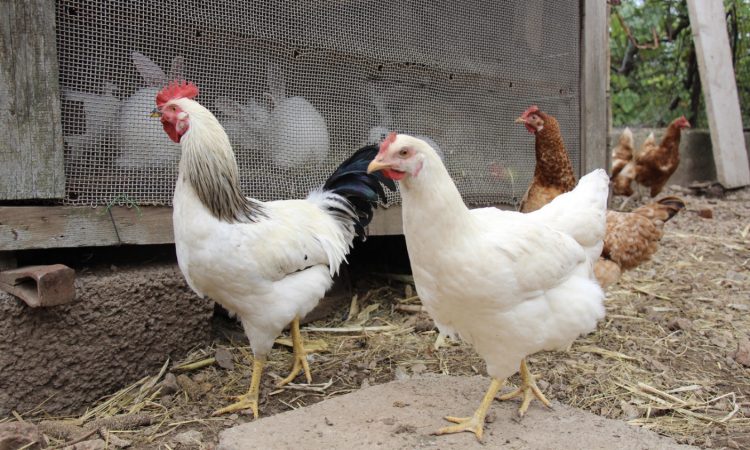 Can Rabbits and Chickens Live Together? (Simple Guide to Co-Housing)