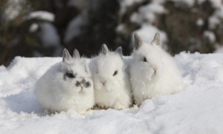 How Long Do Dwarf Rabbits Live? (Essential Lifespan Facts)