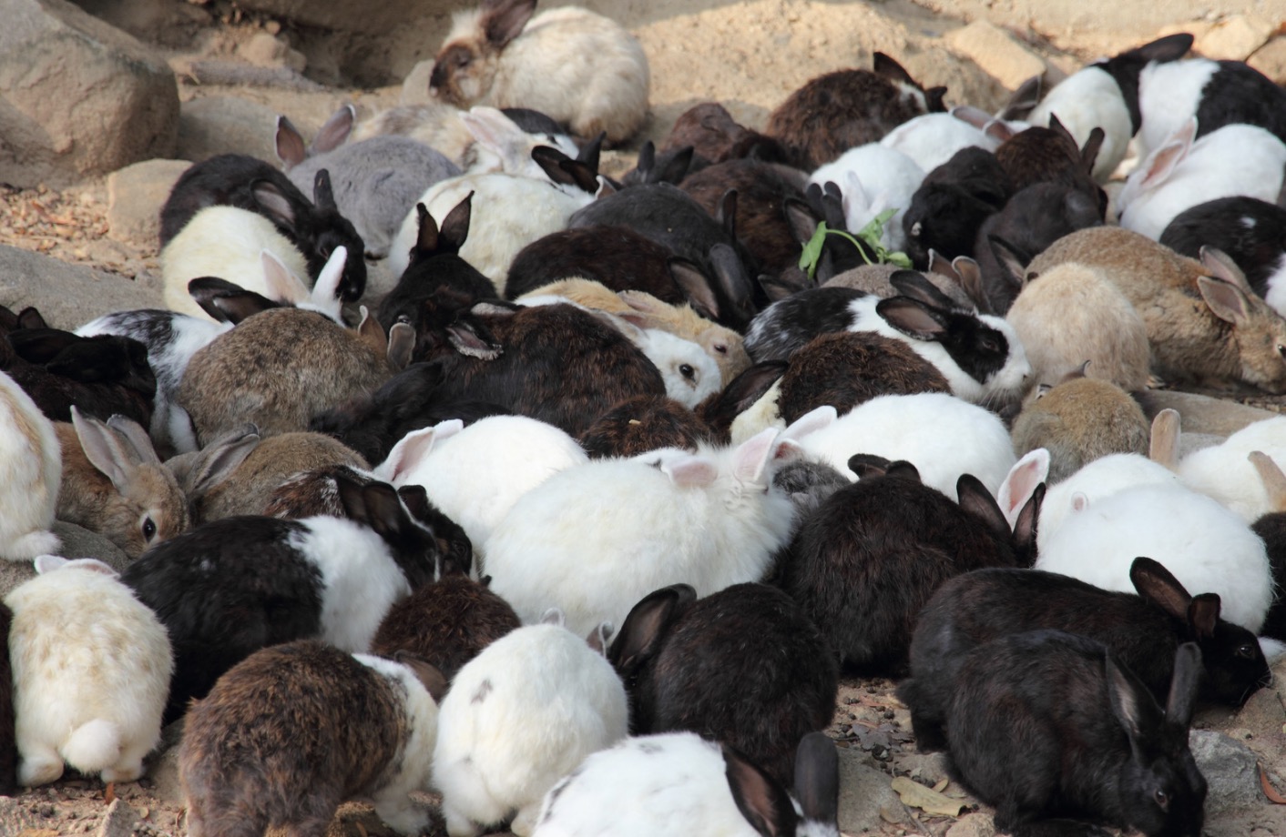 How to Sex a Rabbit: Simple Steps to Determine Gender (With Pictures)