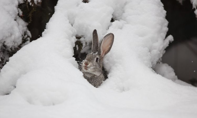 Where Do Rabbits Go in the Winter? (Essential Winter Rabbit Care)