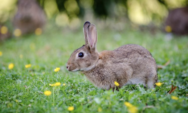 Do Rabbits Fart? (Unveiling the Truth about Bunny Flatulence)