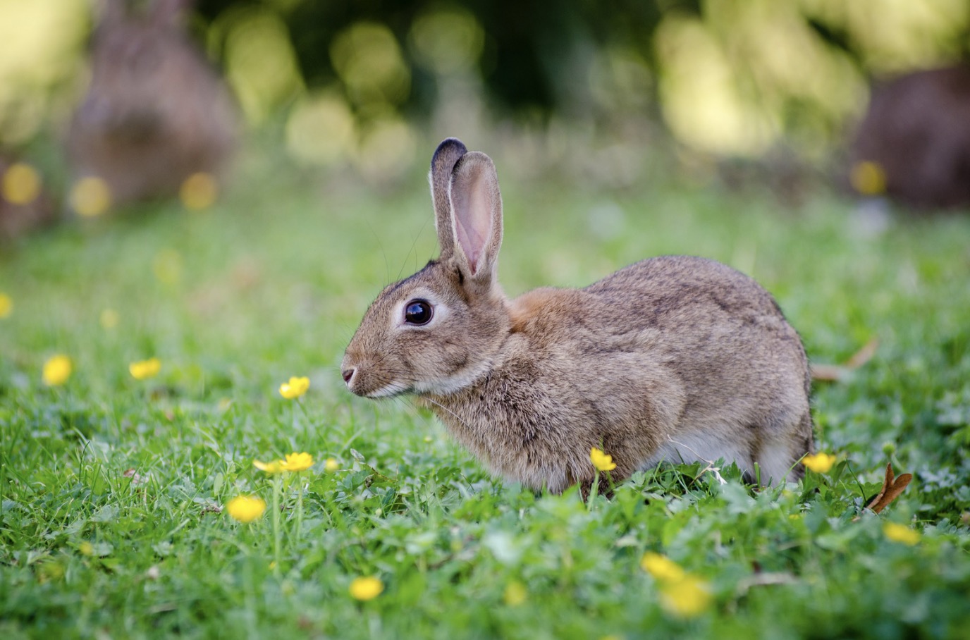 Do Rabbits Fart? (Unveiling the Truth about Bunny Flatulence)
