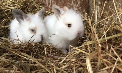 Why Do Rabbits Eat Their Babies? (Simple Explanation and Prevention Tips)