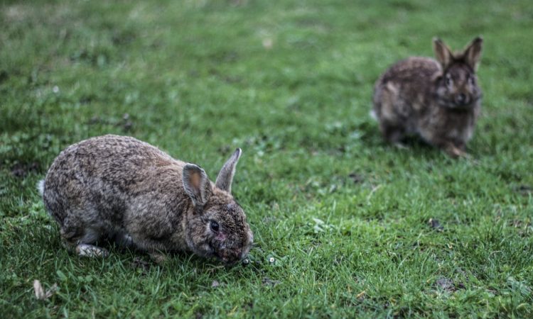 Do Rabbits Have Periods? (Understanding Rabbit Reproduction)