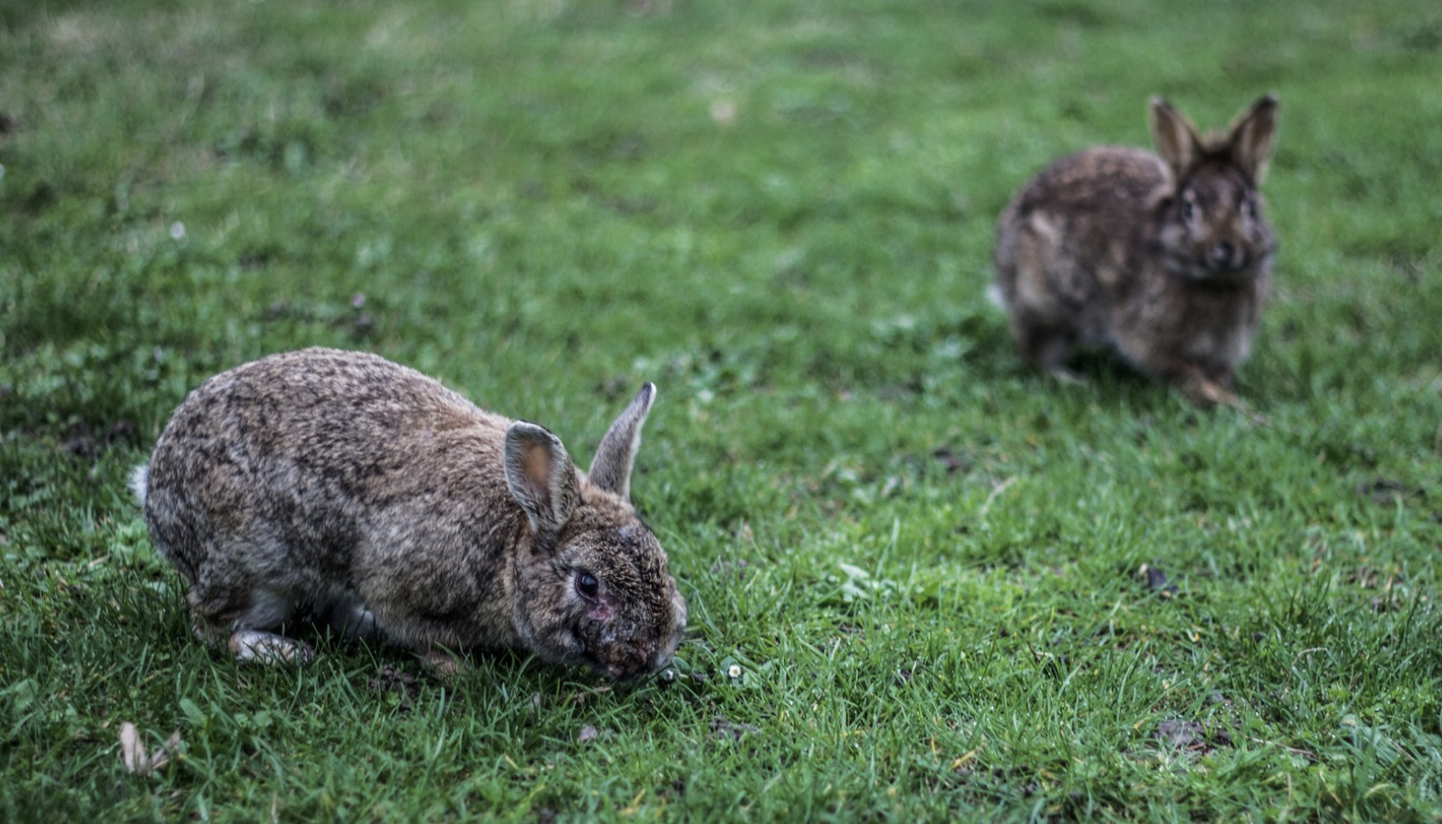 Do Rabbits Have Periods? (Understanding Rabbit Reproduction)