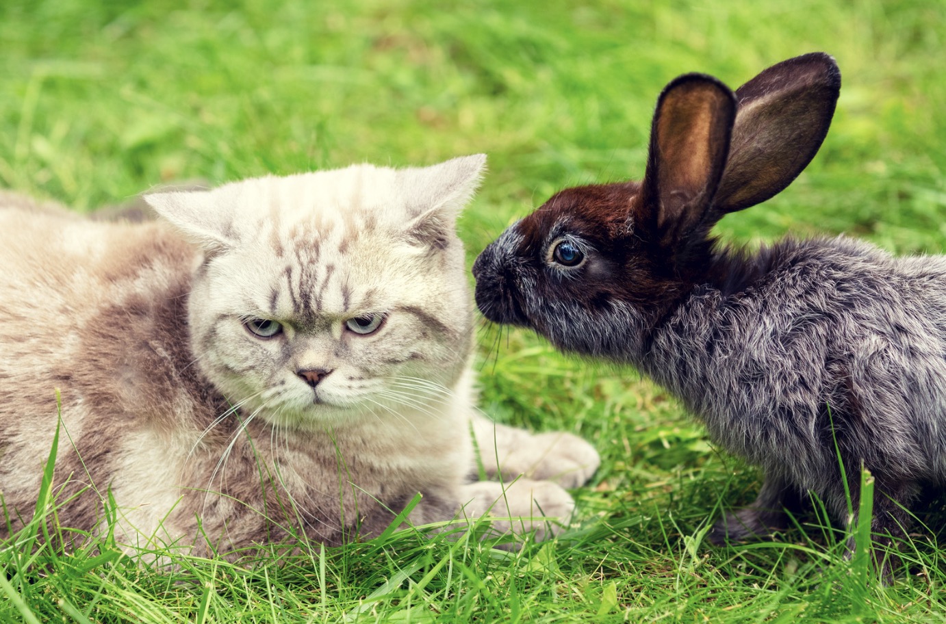 Do Cats and Rabbits Get Along? (Simple Guide to Coexistence)