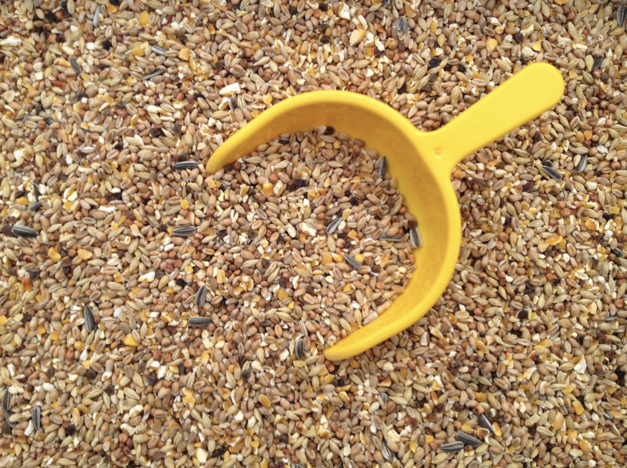 Can Rabbits Eat Chicken Feed? (Insights and Advice)