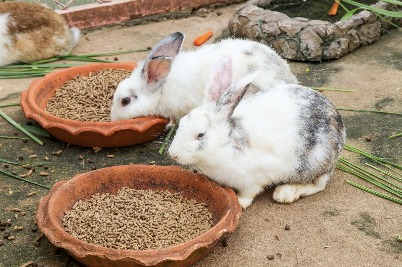 Can Rabbits Eat Catnip