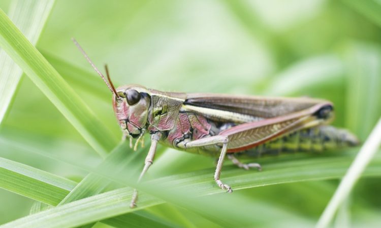 Do Rabbits Eat Grasshoppers? (Understanding Their Diet)