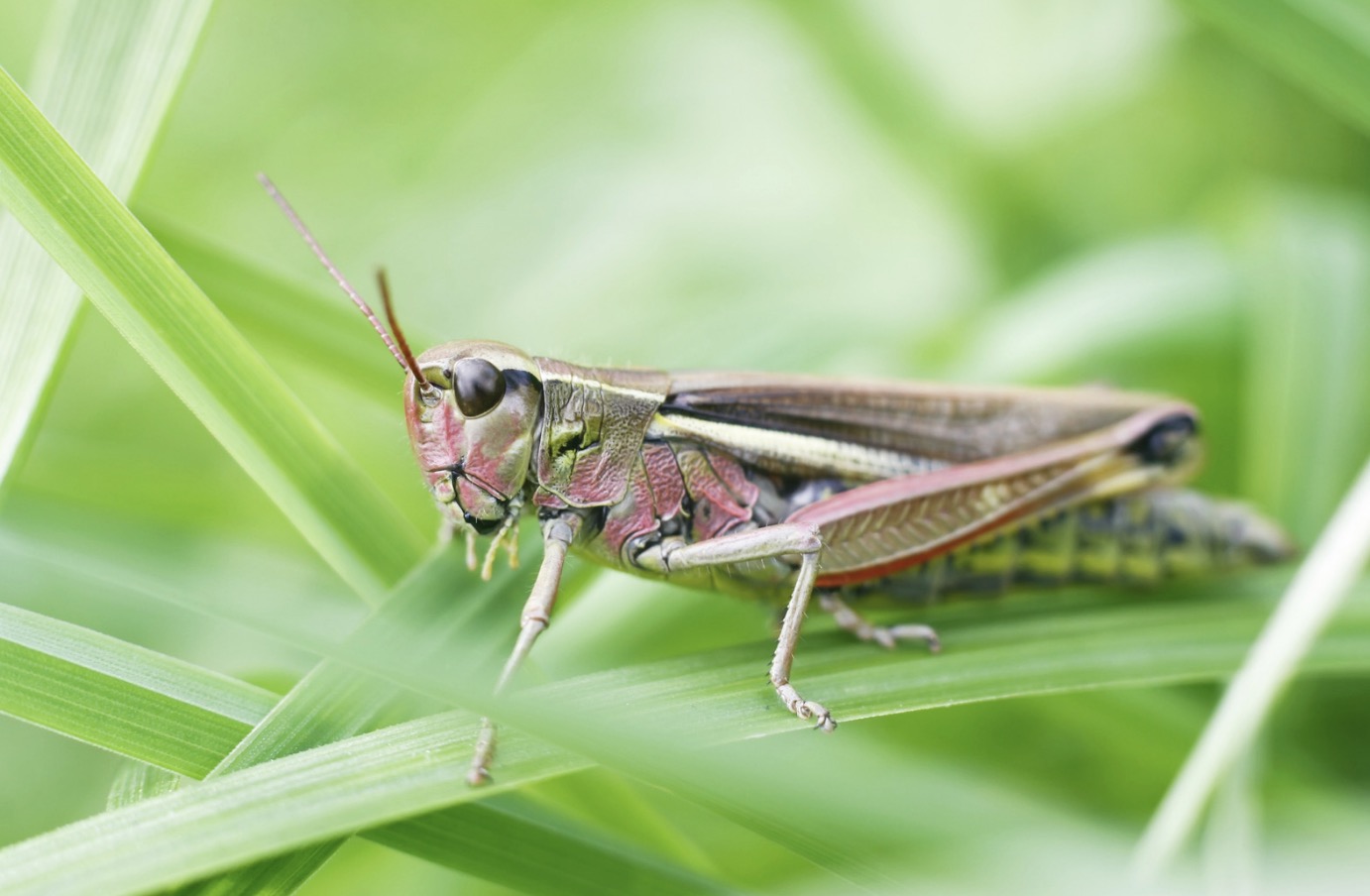 Do Rabbits Eat Grasshoppers? (Understanding Their Diet)