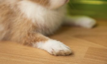 Do Rabbits Have Paw Pads? Unraveling Bunny Feet Mysteries
