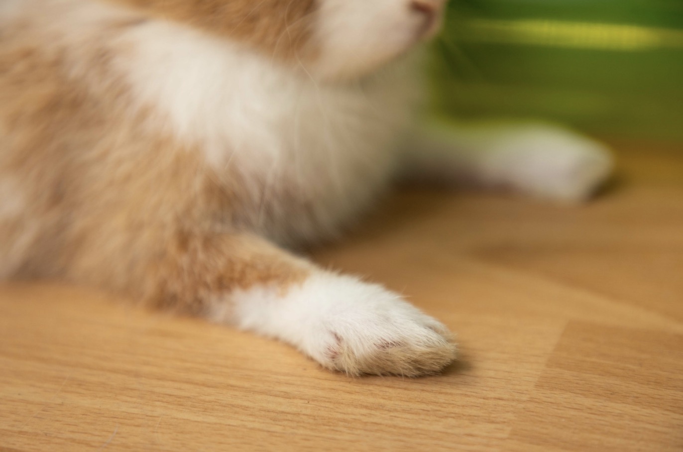 Do Rabbits Have Paw Pads? Unraveling Bunny Feet Mysteries