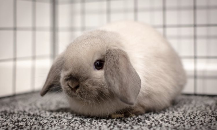 How Long Do Lop Eared Rabbits Live? (A Detailed Lifespan Guide)