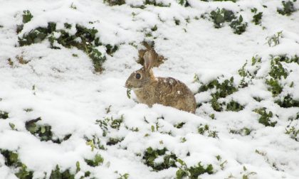 What Do Rabbits Eat in Winter? (Simple Feeding Guide)