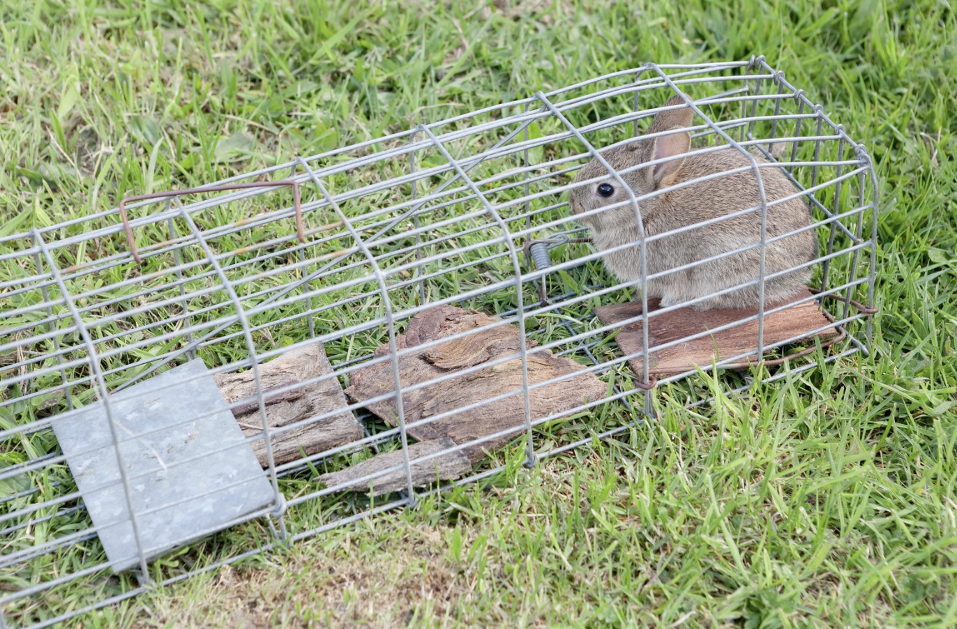 How to Make a Rabbit Snare (Step-by-Step Guide for Beginners)