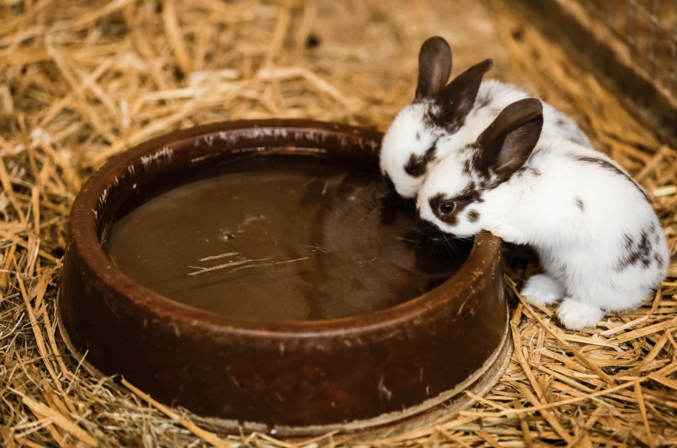 Can Rabbits Drink Out of a Bowl? (Bowl vs Bottle Guide)