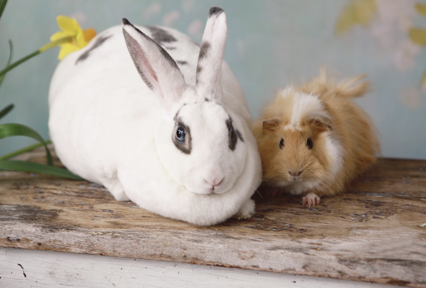 Can Rabbits and Guinea Pigs Live Together? (Key Factors to Consider)