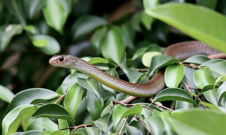 Do Rabbits Eat Snakes? (A Surprising Look at Rabbit Diets)
