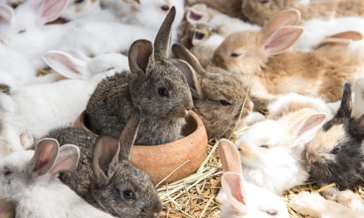 Do Rabbits Smell? Understanding Pet Rabbit Odors (Easy Tips)