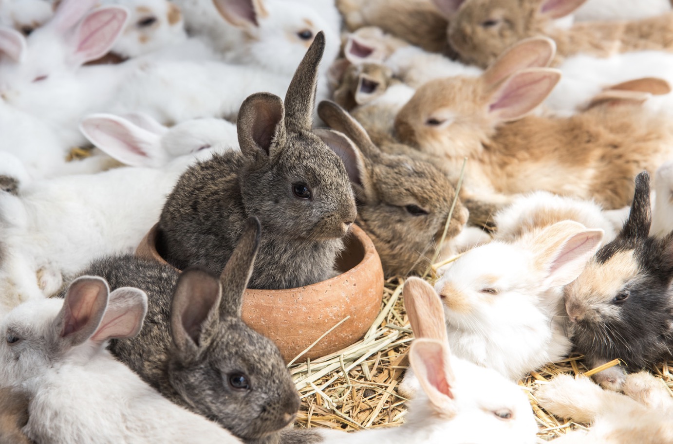 Do Rabbits Smell? Understanding Pet Rabbit Odors (Easy Tips)