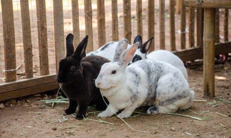 How Long Do Rex Rabbits Live? (Insightful Lifespan Guide)