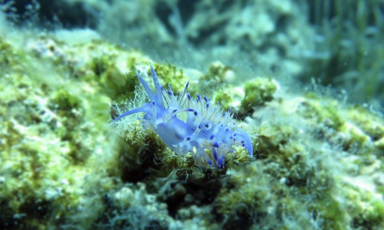 Do Rabbits Swim? (Discover The Surprising Bunny Swim Facts)