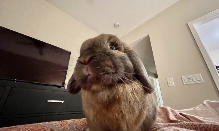 Why Does My Rabbit Stare at Me? (Understanding Bunny Behavior)