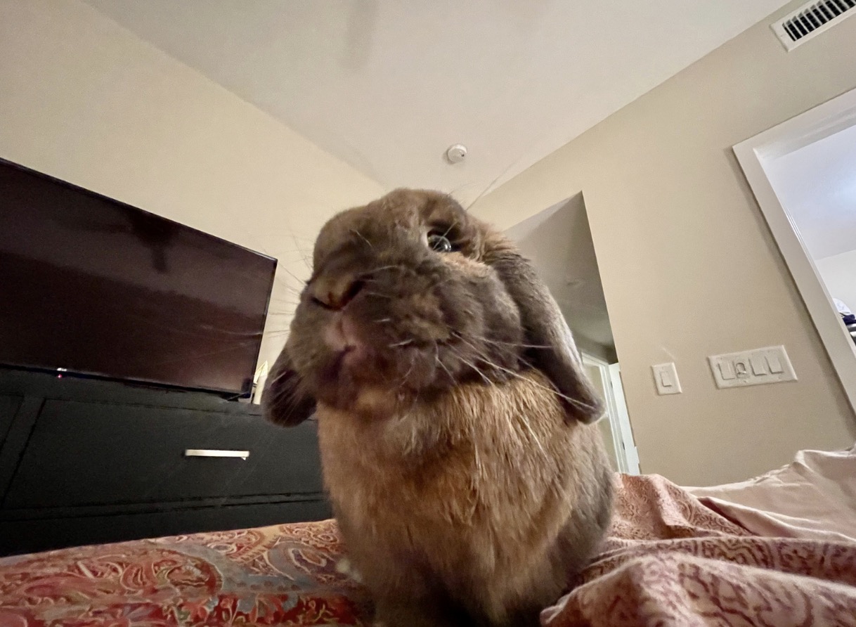 Why Does My Rabbit Stare at Me? (Understanding Bunny Behavior)
