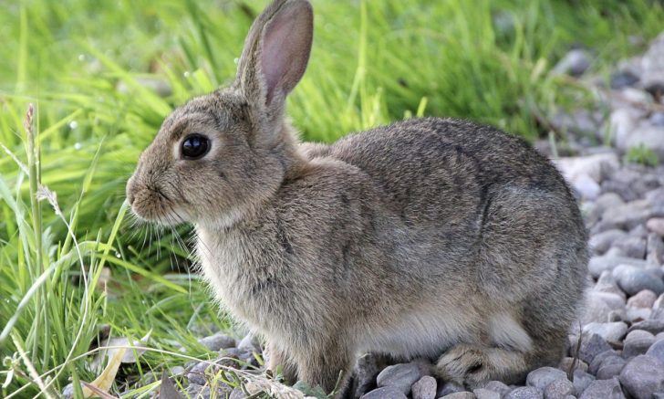 Do Rabbits See Color? Unveiling Their Visual Spectrum (Simple Guide)